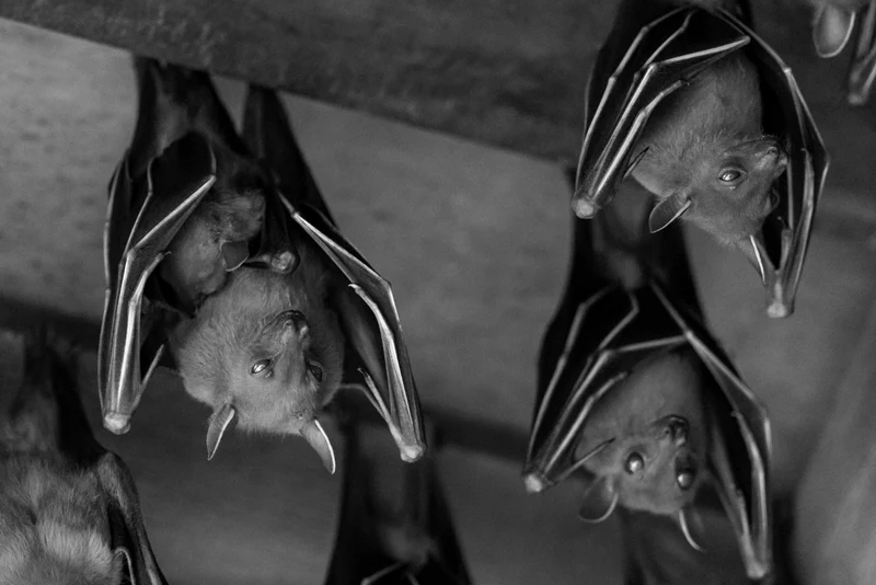Night Vision - Infrared Technology for Bat Surveying – Night Master